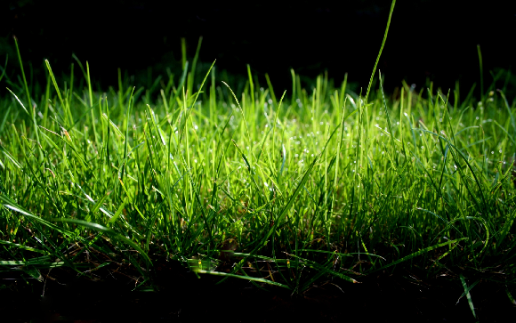 10 Beautiful Green Grass Wallpapers