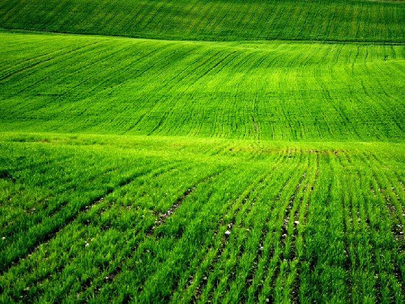 10 Beautiful Green Grass Wallpapers