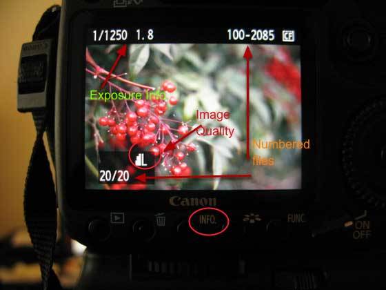 How To Properly Use The Image Playback Feature On Your Digital Camera