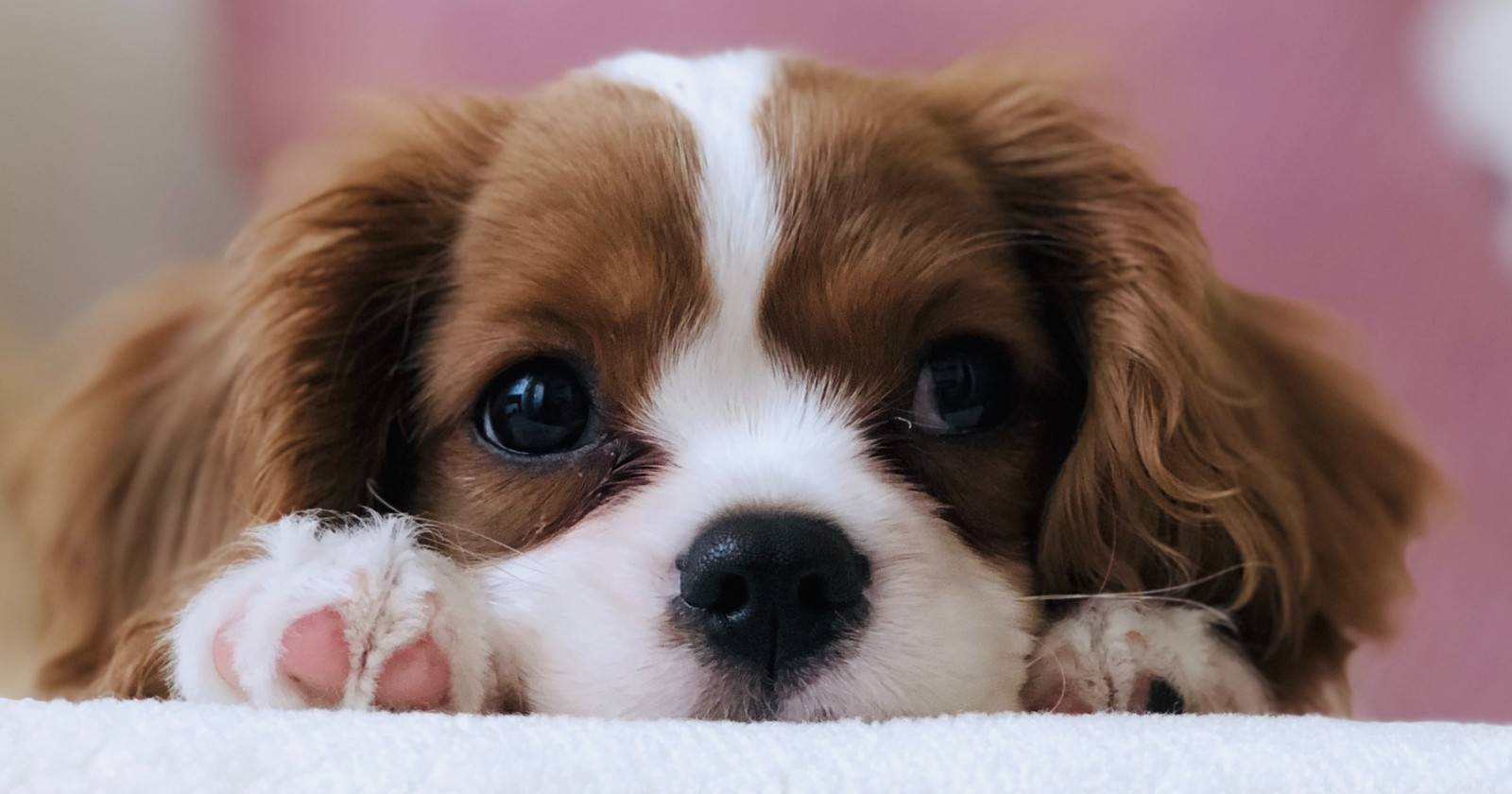 Where to Find Dogs & Puppies for Sale Near You: 10 Ethical Sites