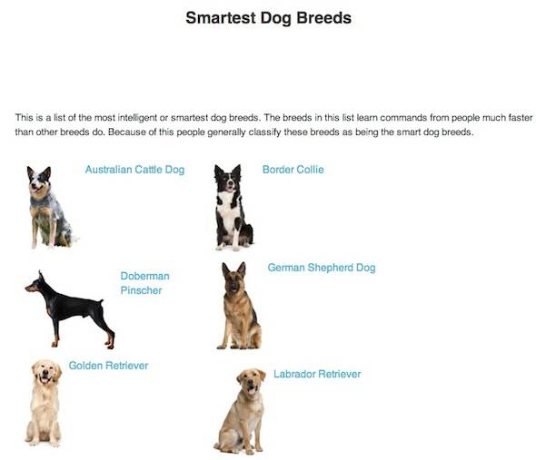 Adopting A Dog? Check Out These 7 Resources To Help You Choose A Breed