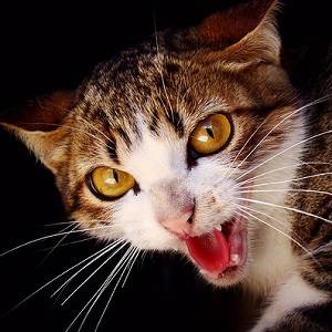 8 Purrfect Cat Websites For Feline Lovers