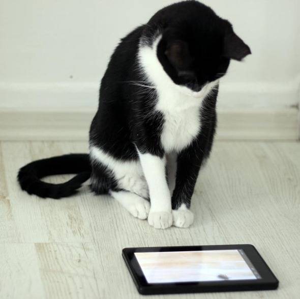 How To (Try To) Turn Your Android Tablet Into The Best Cat Toy, Ever