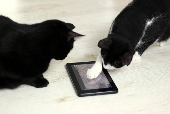 How To (Try To) Turn Your Android Tablet Into The Best Cat Toy, Ever