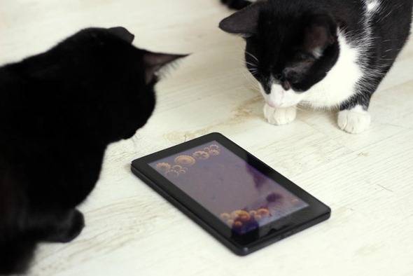 How To (Try To) Turn Your Android Tablet Into The Best Cat Toy, Ever