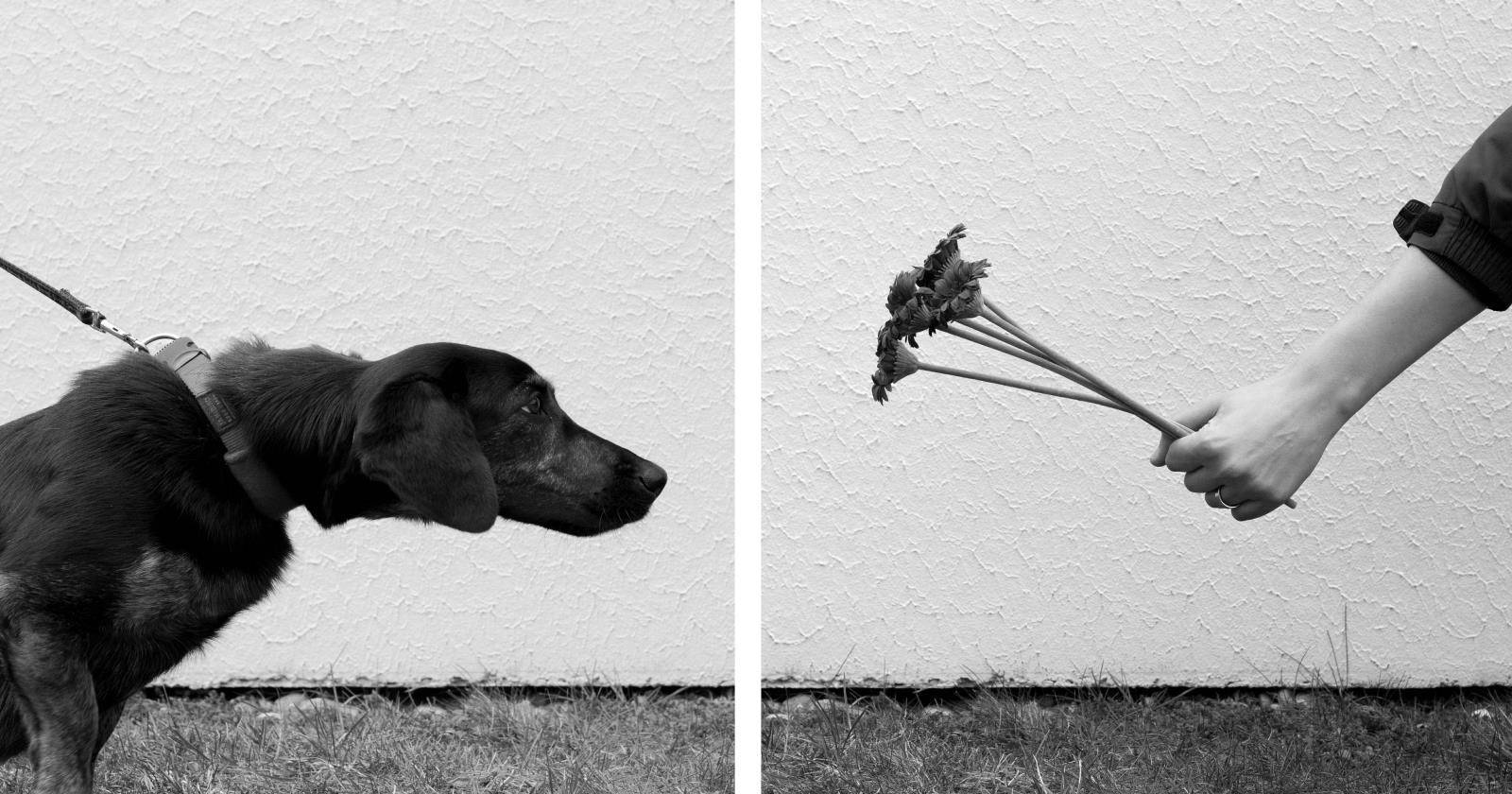 Create Impressive Diptychs & Triptychs On Your iPhone or iPad