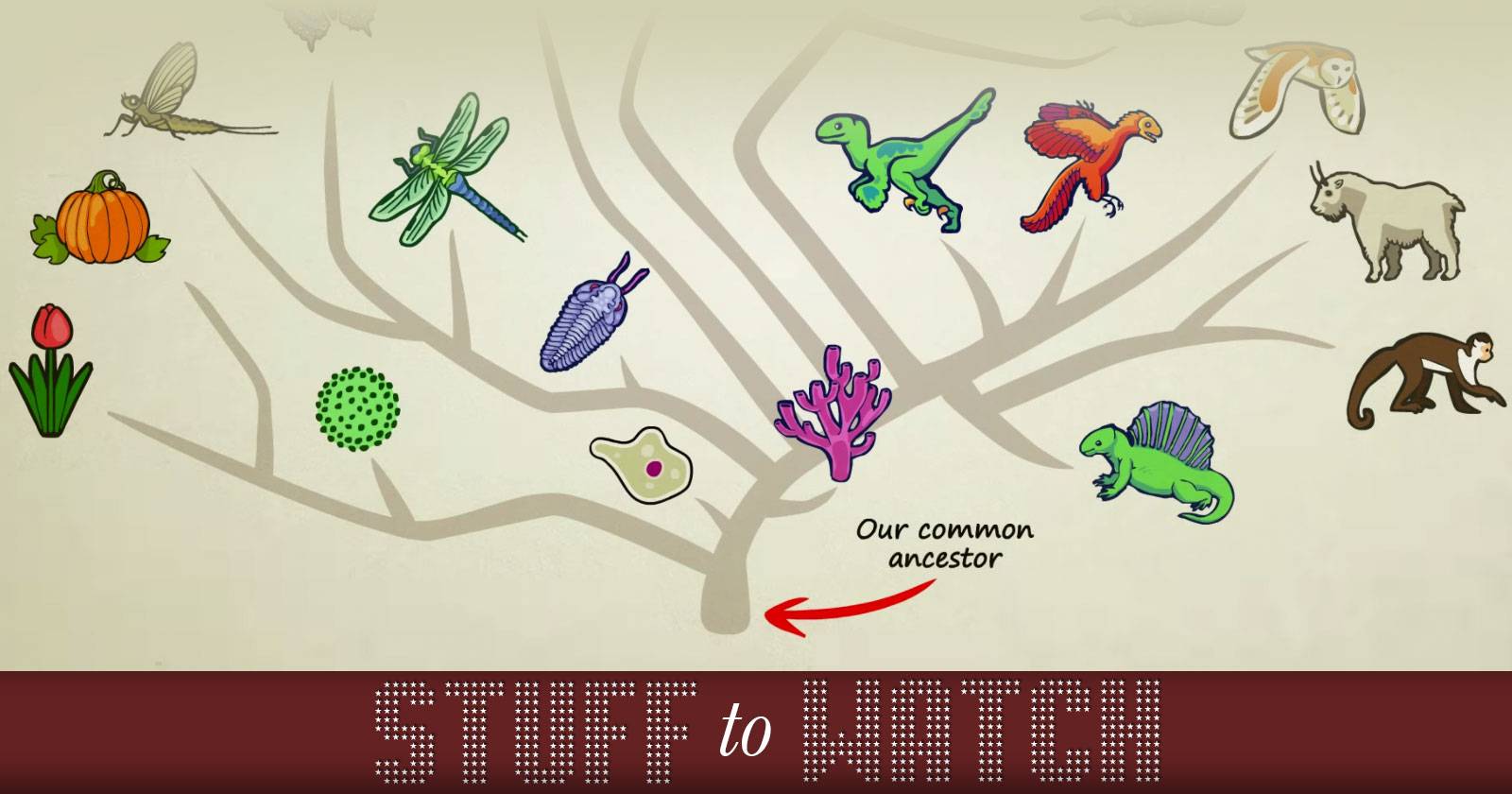 See The Basics of Evolution & Natural Selection Explained In Minutes