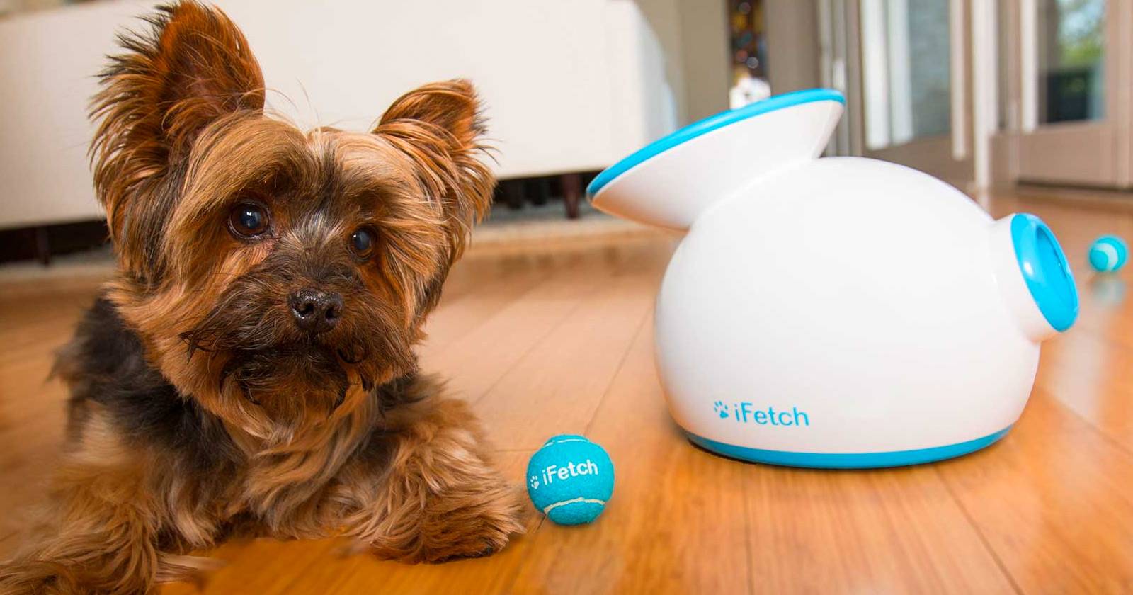 6 Automated Pet Products to Make Being a Pet Owner Easy