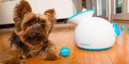 6 Automated Pet Products To Make Being A Pet Owner Easy 6 Automated Pet Products To Make Being A Pet Owner Easy