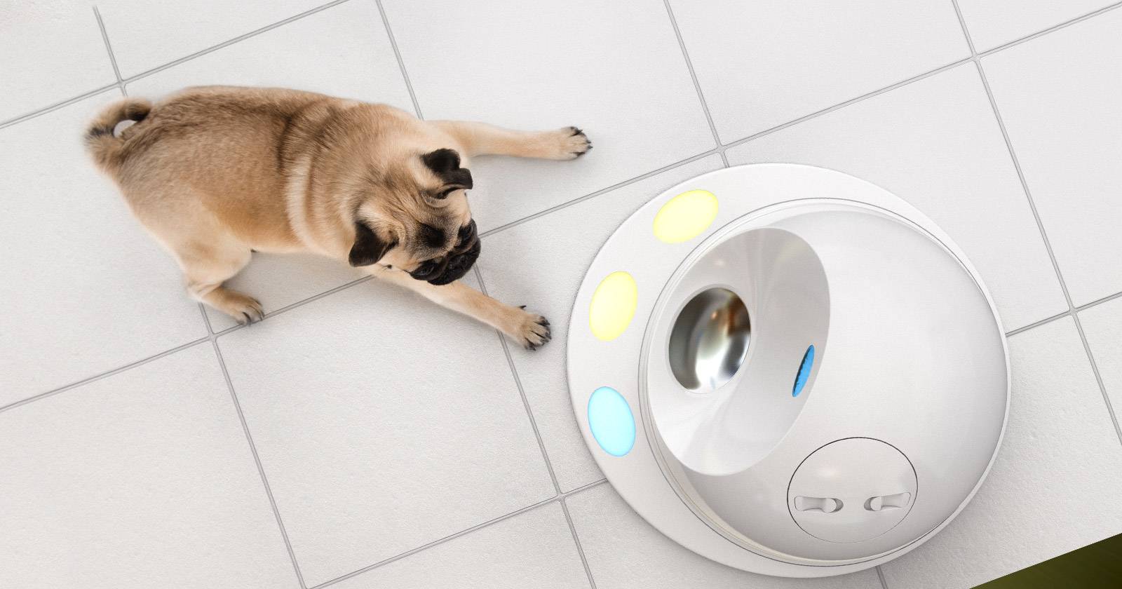 Become a Smarter Pet Owner With These Gadgets