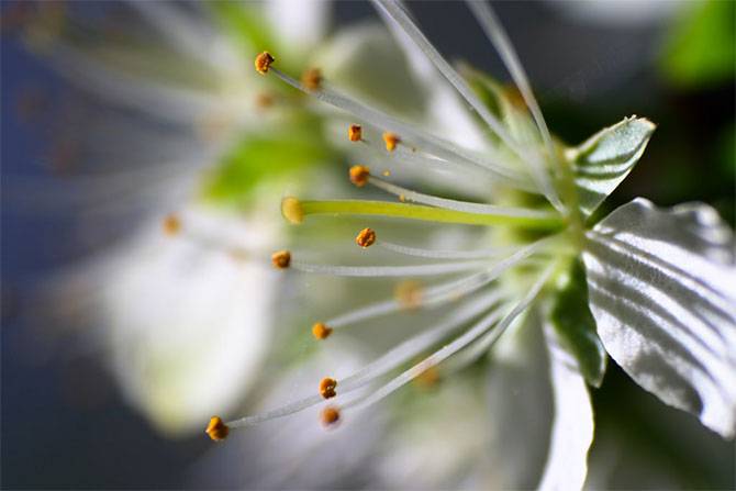 How to Create Dreamy Photographs With Free Lensing