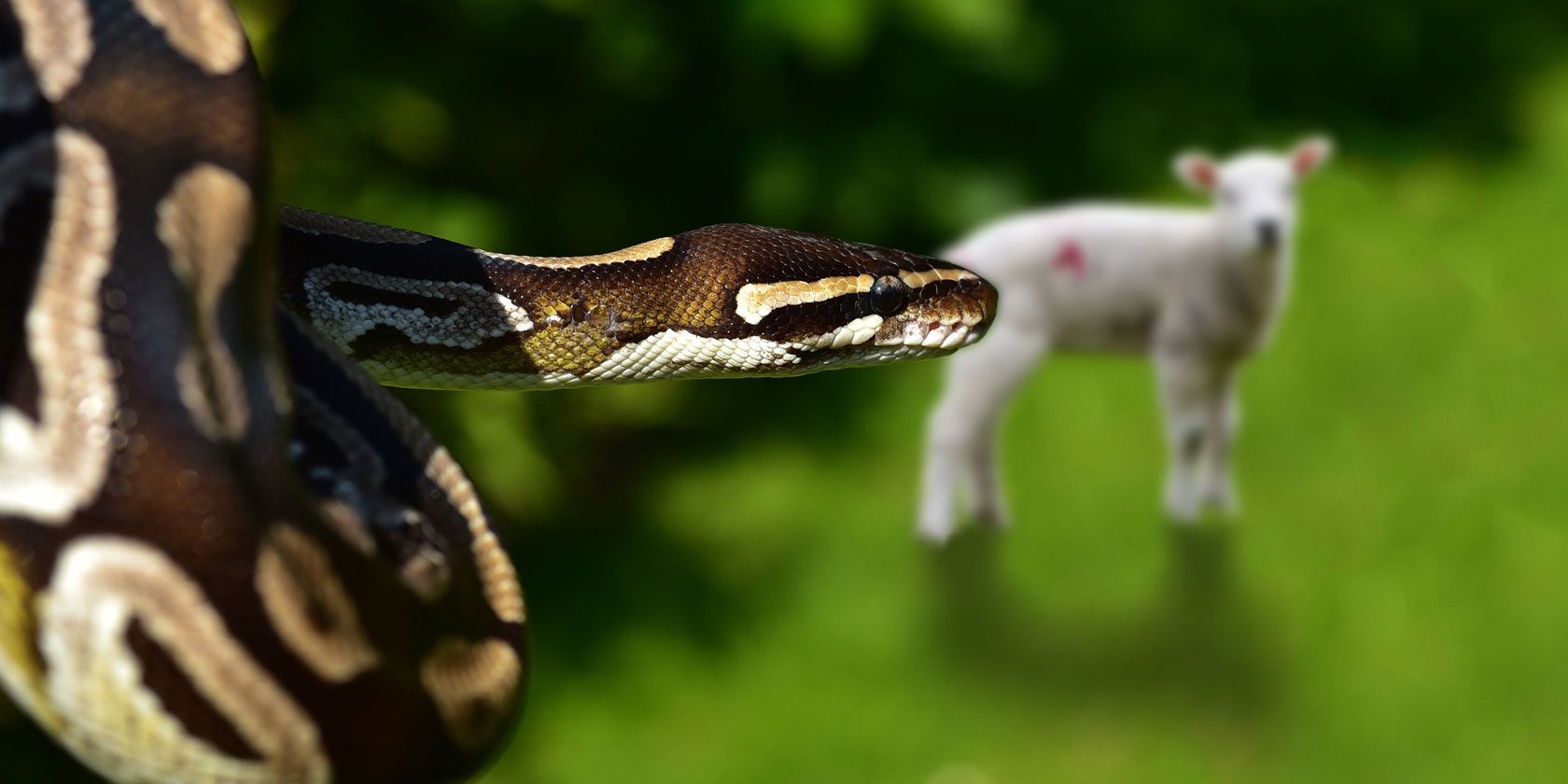 A Beginner's Guide to Understanding Python Lambda Functions