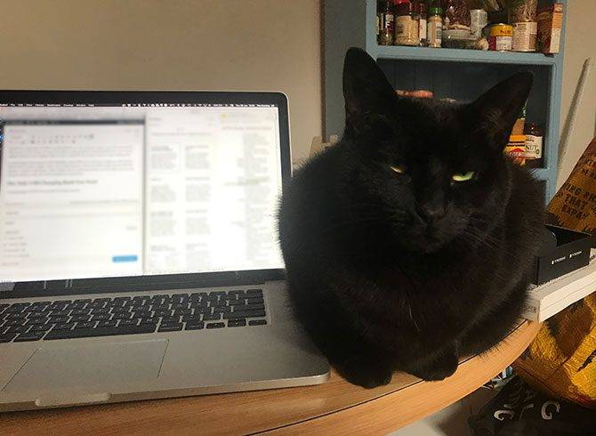 How to Cat-Proof Your Laptop Computer and Desk Area