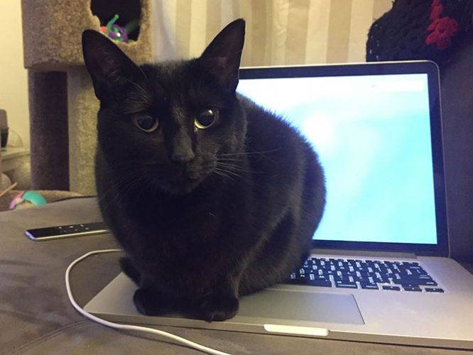 How to Cat-Proof Your Laptop Computer and Desk Area