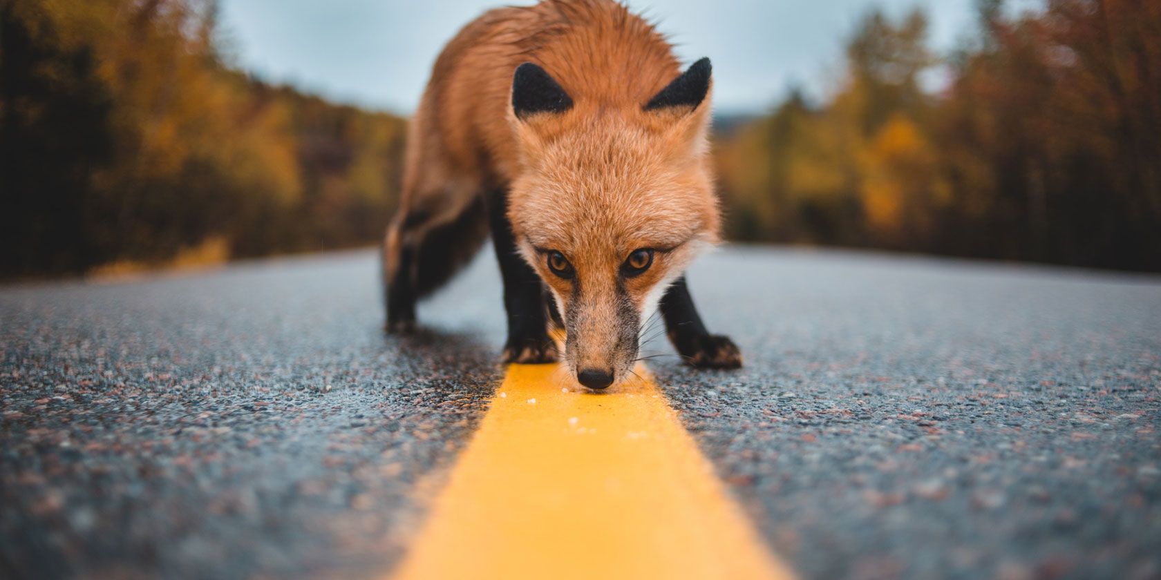 How to Fix the Firefox Proxy Server When It's Refusing Connections