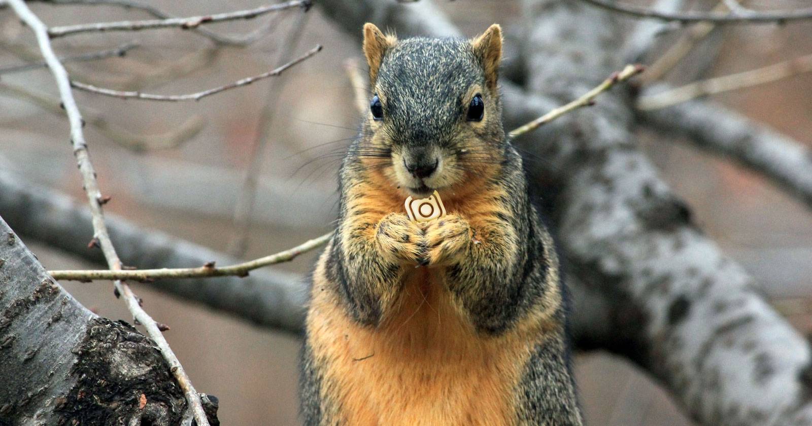 10 Cute Animal Instagram Accounts You Should Follow