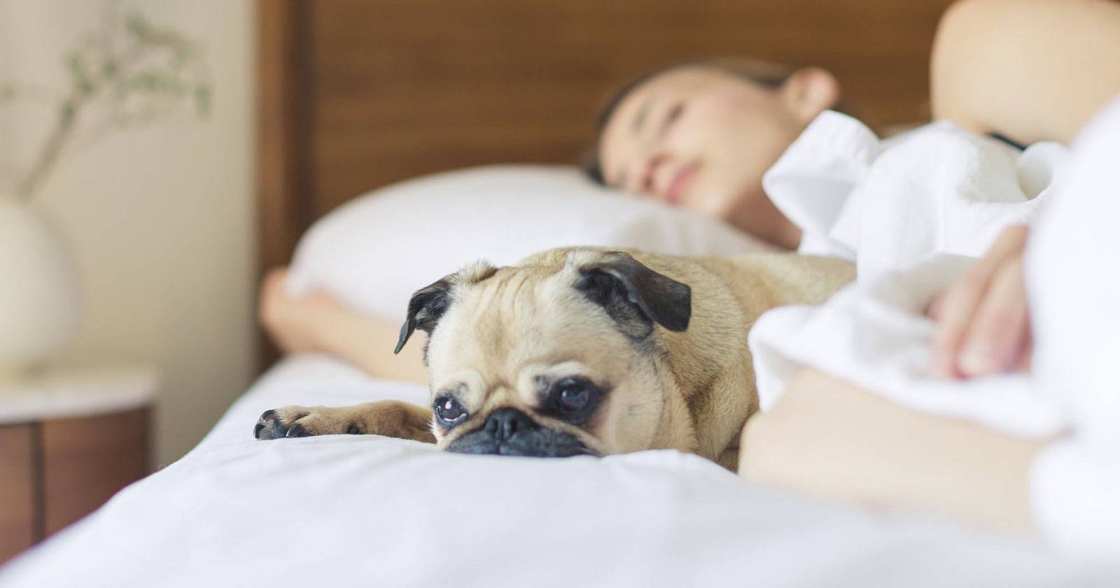 5 Best Sleep Apps & Methods to Fall Asleep Faster Without Interruptions