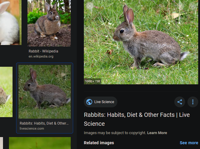 7 Vital Google Image Search Tips and Tricks to Know