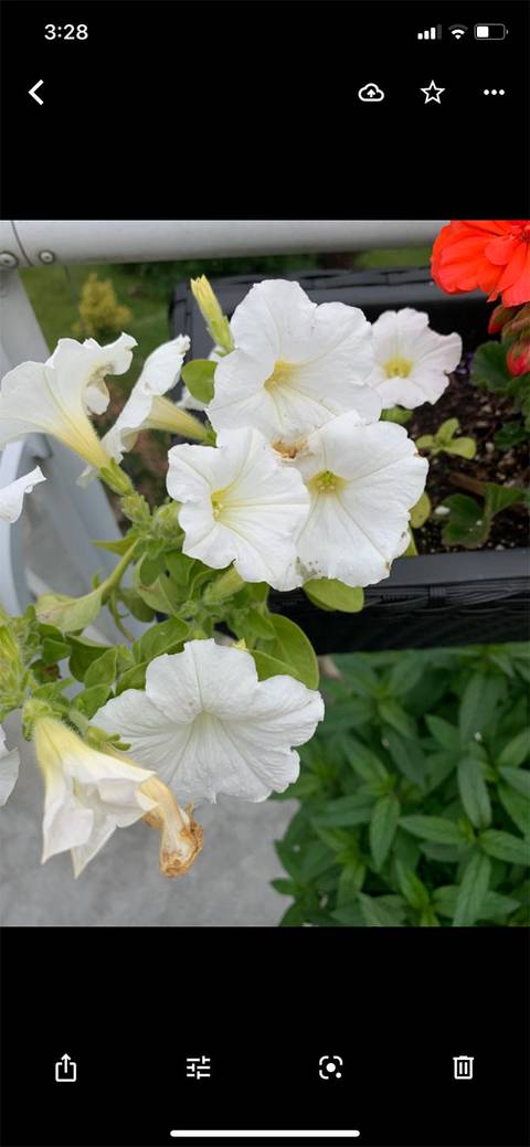 The 6 Best Plant Identifier Apps for Android and iPhone