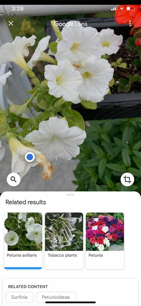 The 6 Best Plant Identifier Apps for Android and iPhone