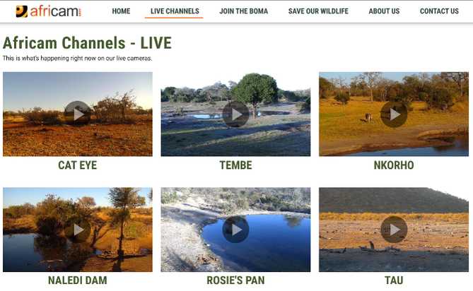 5 Best Live-Streaming Webcams Around the World for Virtual Sightseeing