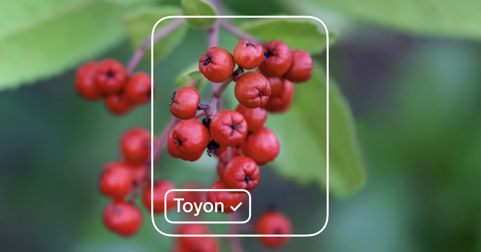 How to Create a Machine Learning Model With Microsoft Lobe