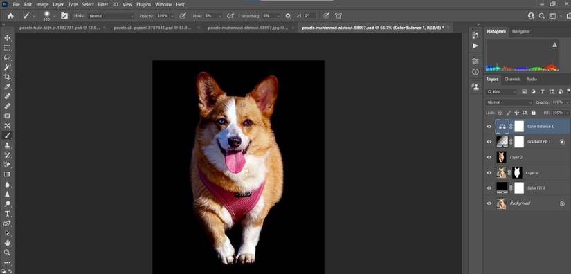 How to Turn Your Pet Photos Into Works of Art in Photoshop