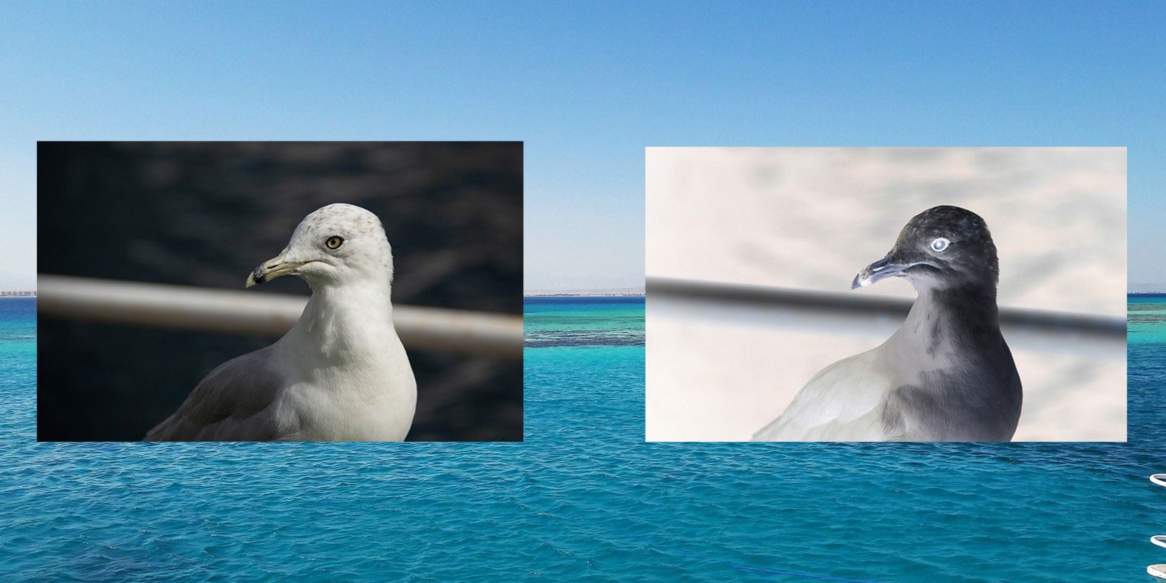 How to Invert the Colors of an Image in Photoshop