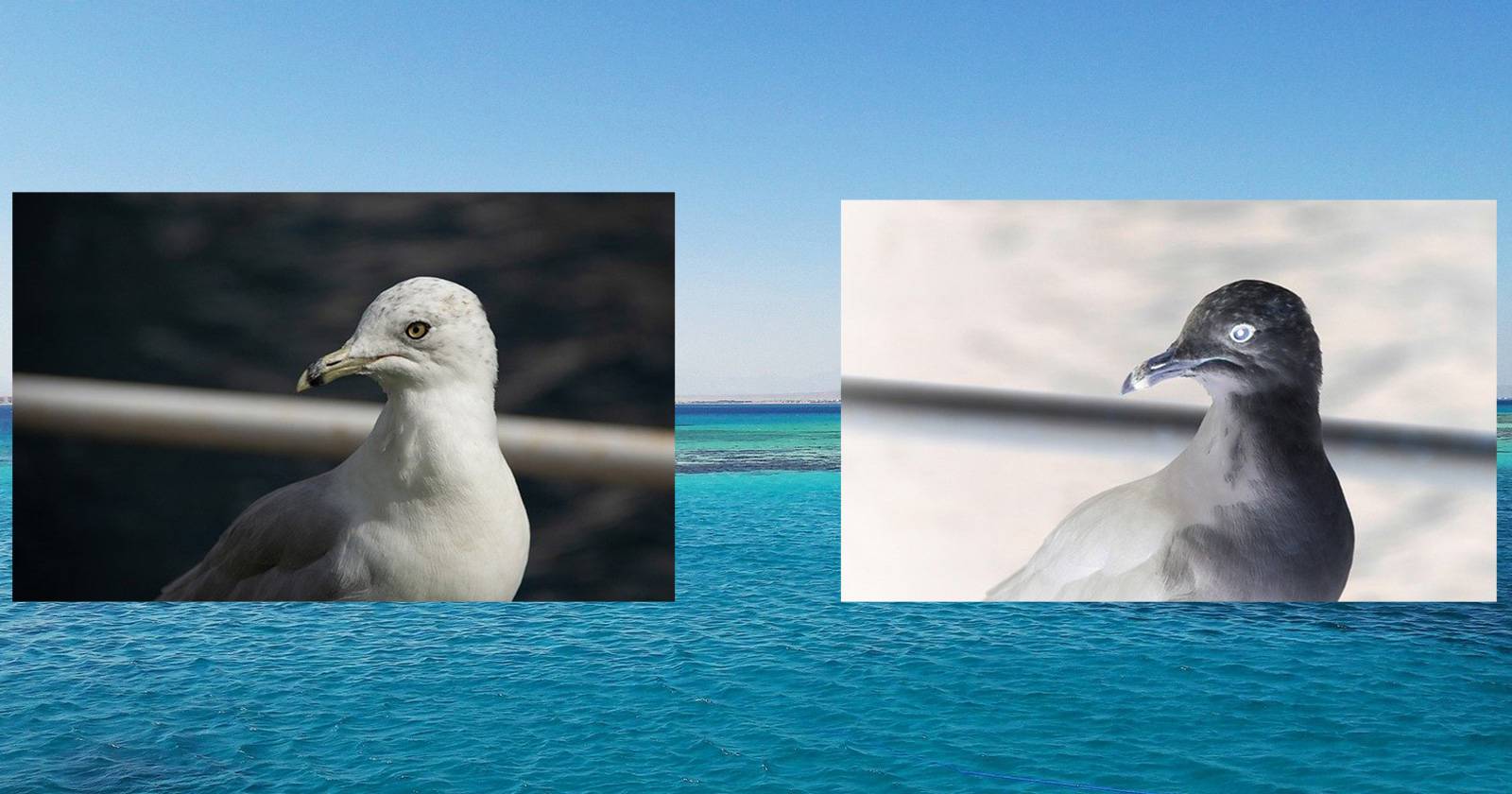 How to Invert the Colors of an Image in Photoshop