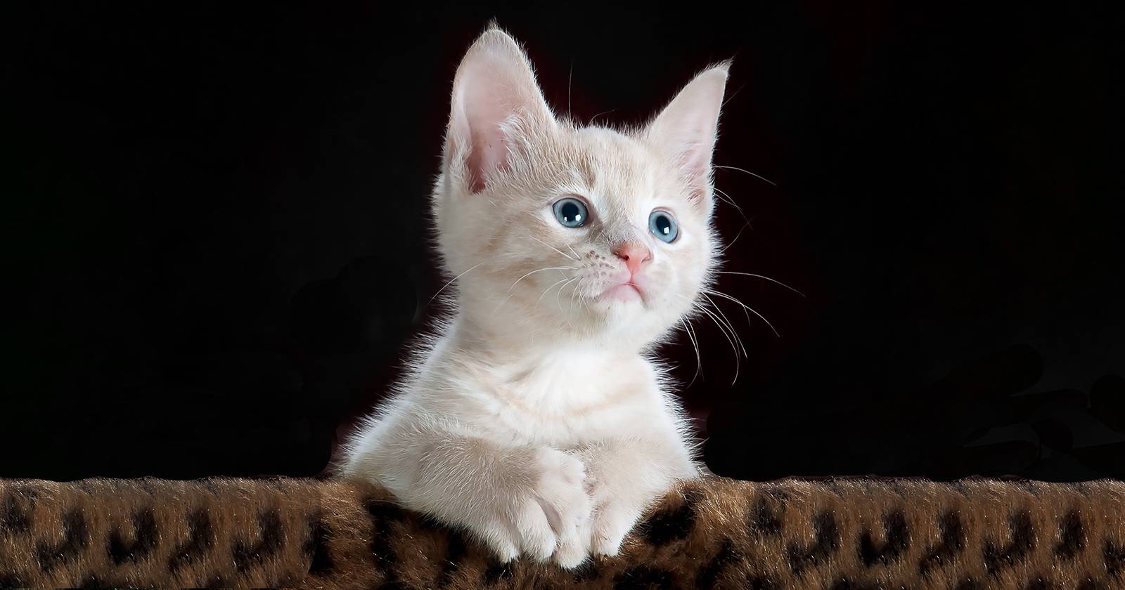 How to Turn Your Pet Photos Into Works of Art in Photoshop