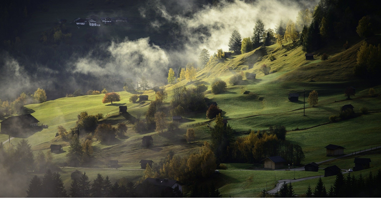 The 5 Best Apps for Identifying Trees