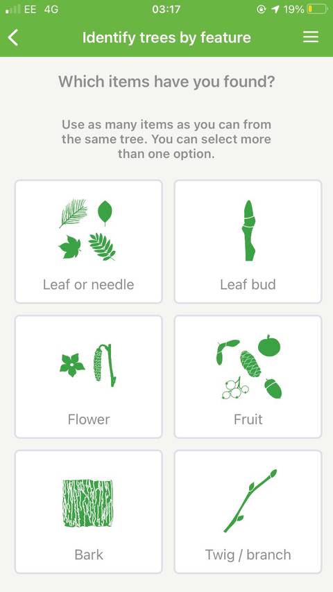 The 5 Best Apps for Identifying Trees