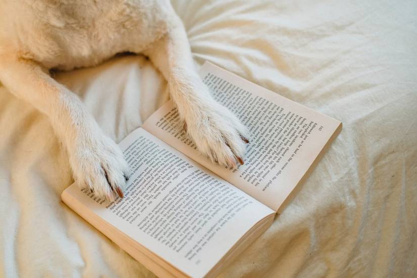 Physical Books vs. Audiobooks: Which Is Better?