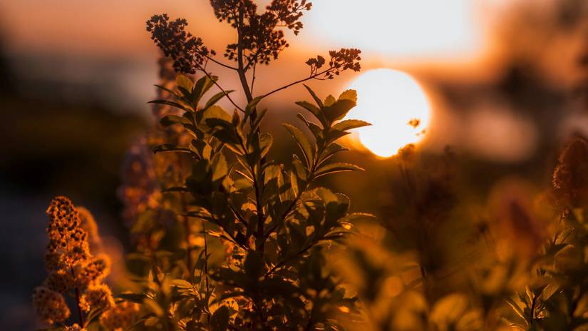 What and When Is Golden Hour for Photographers?