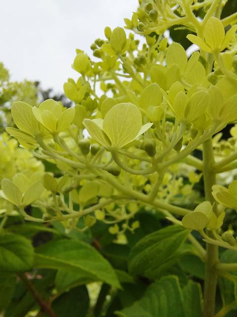 Samsung Galaxy A52 5G Review: S21 Killer?