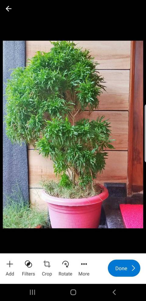 How to Edit Your Photos in OneDrive