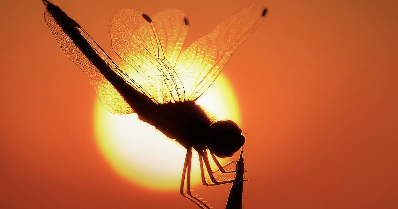 What Is Backlighting in Photography?