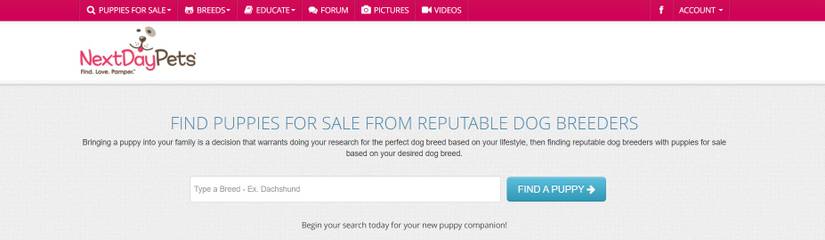 Where to Find Dogs & Puppies for Sale Near You: 10 Ethical Sites