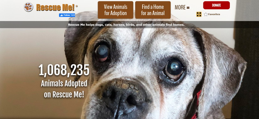 Where to Find Dogs & Puppies for Sale Near You: 10 Ethical Sites