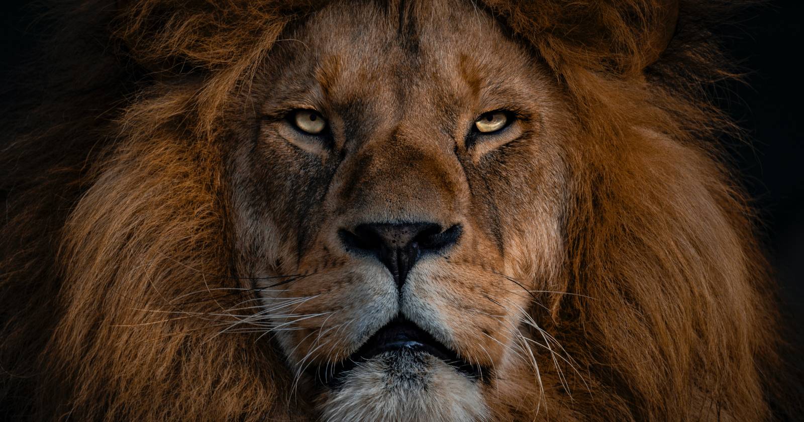 How to Change the Amount of Ads You See in the Brave Browser Each Hour
