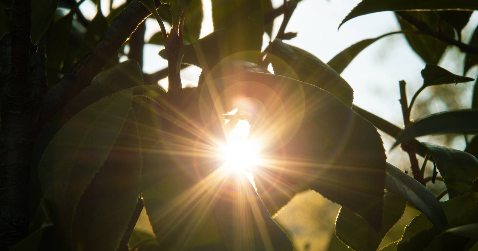 What Is Lens Flare in Photography? How and Why It Happens