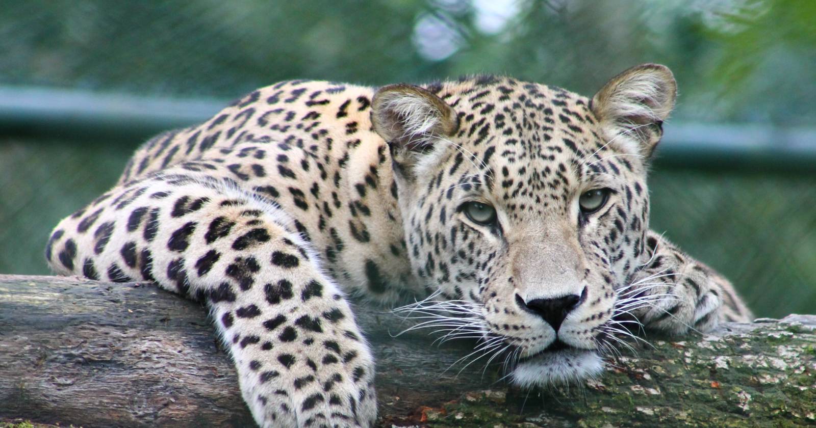 The 10 Best Animal Welfare Websites to Find Helpful Resources