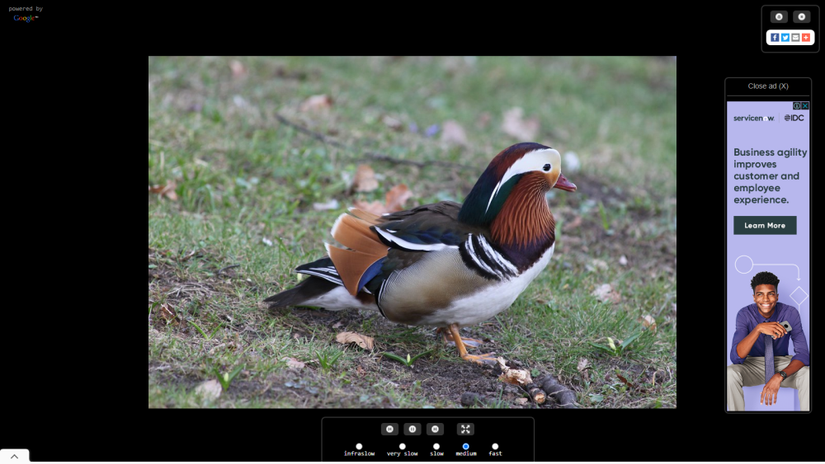 How to View Google Image Search Results as a Slideshow With The SlideShow