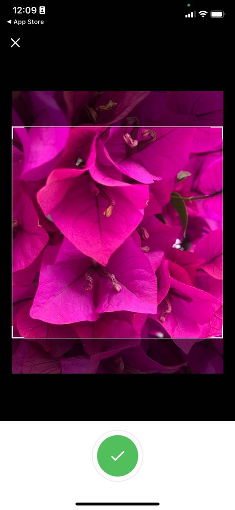 The 6 Best Plant Identifier Apps for Android and iPhone