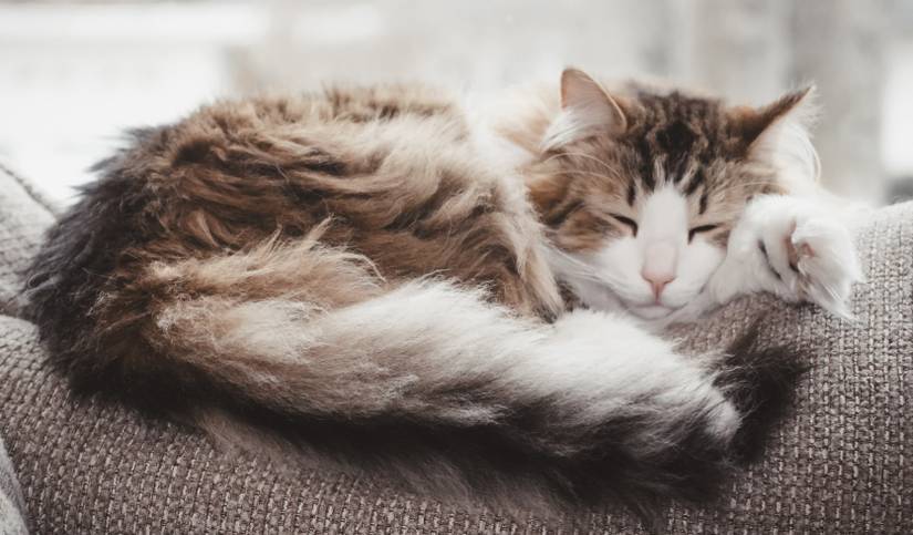 7 Creative Uses for Amazon Echo and Alexa