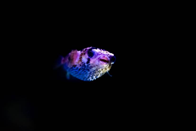How to Shoot Black Background Photography: 9 Tips