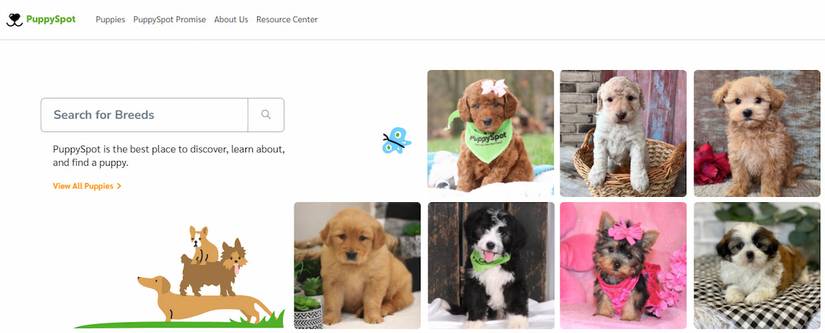 Where to Find Dogs & Puppies for Sale Near You: 10 Ethical Sites