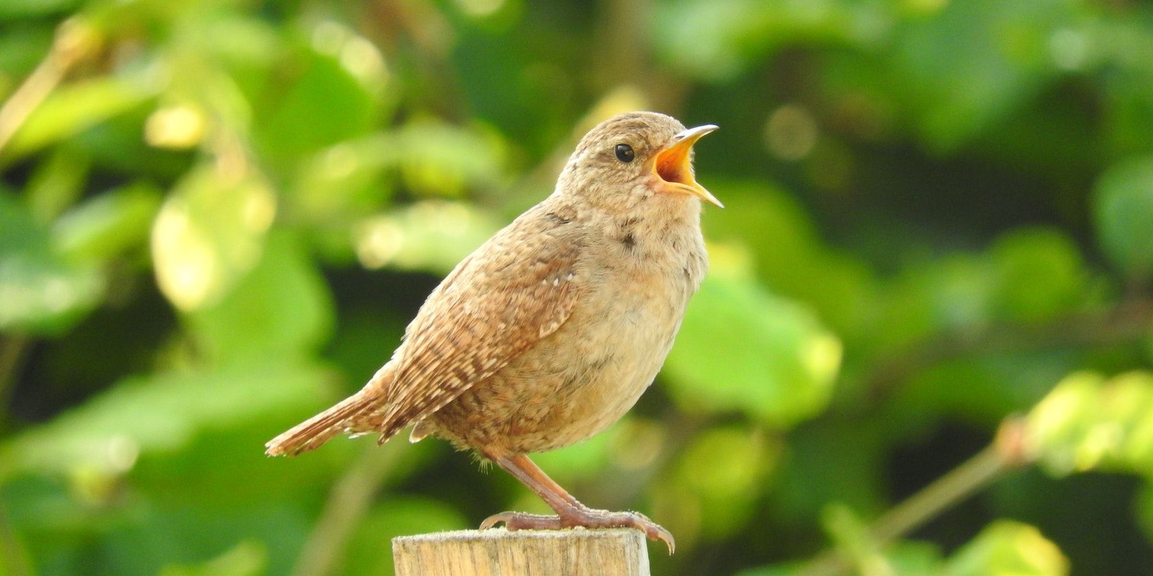 Identify Bird Sounds With BirdNET-Pi on Raspberry Pi