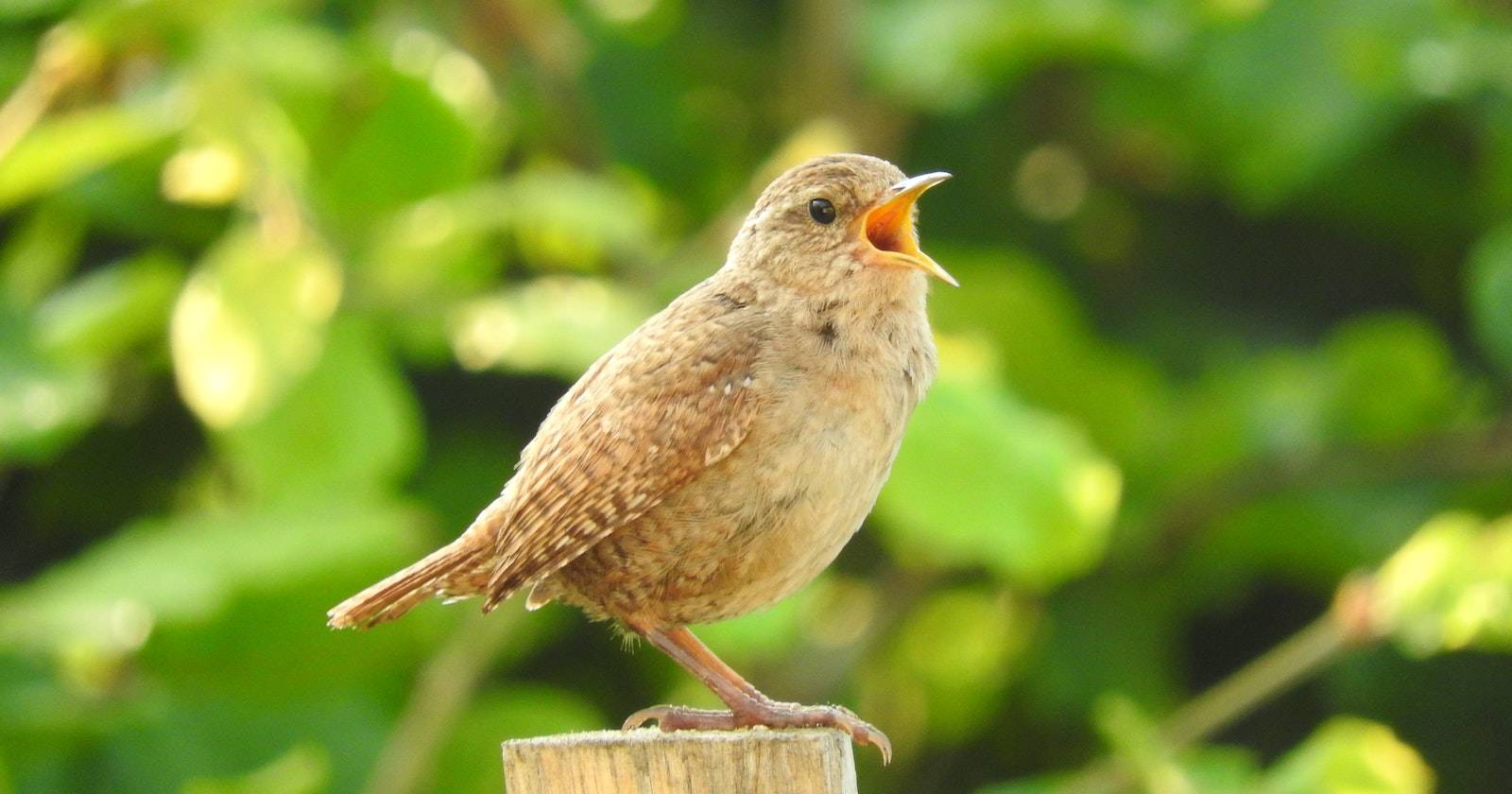 Identify Bird Sounds With BirdNET-Pi on Raspberry Pi
