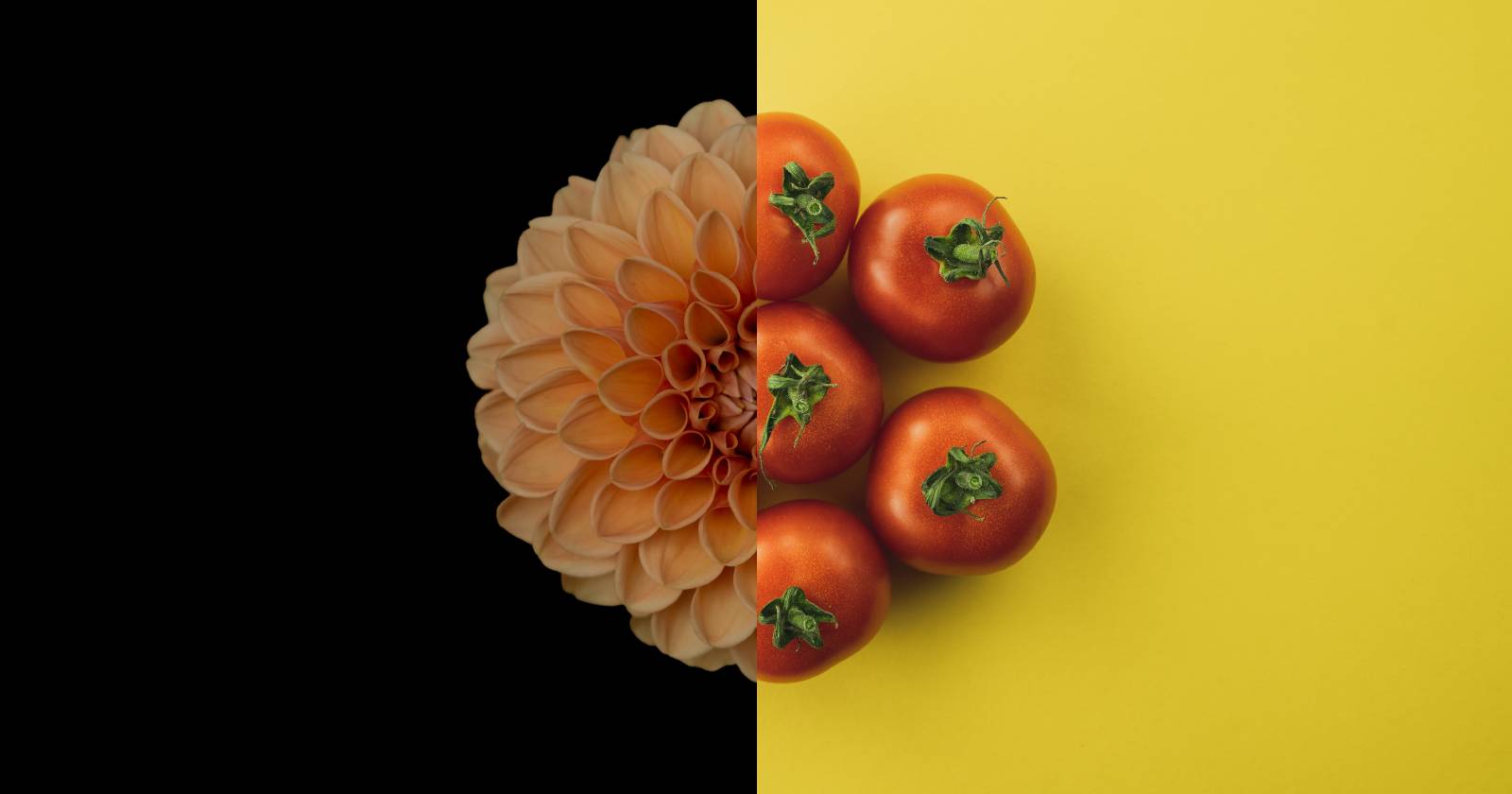 What Is Radial Balance? How to Use It in Art and Design